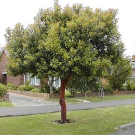 Albizia Julibrissin Rosea | Silk Tree | Architectural Plants
