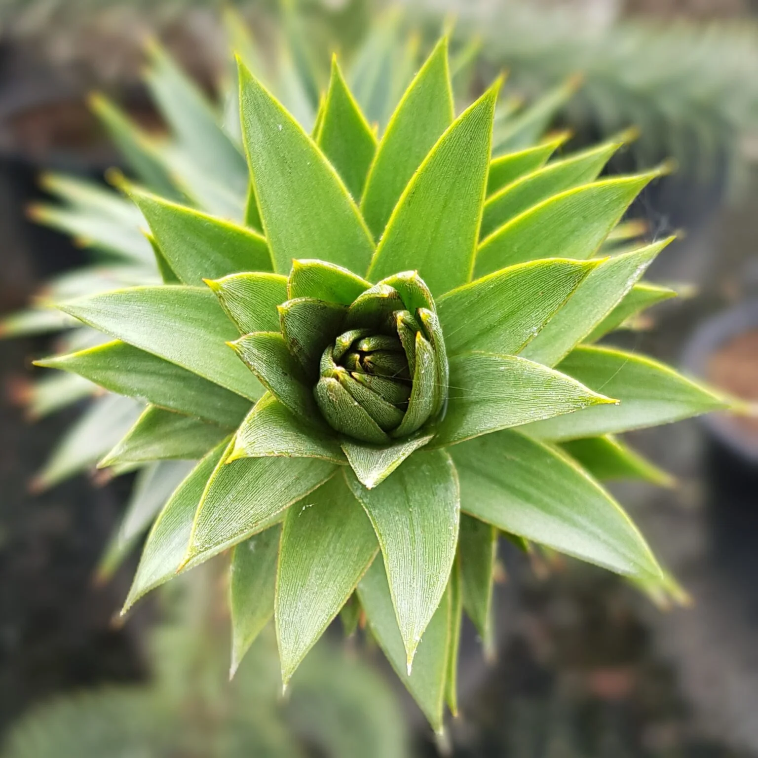 Buy Edgeworthia chrysantha - UK Plants - Architectural Plants