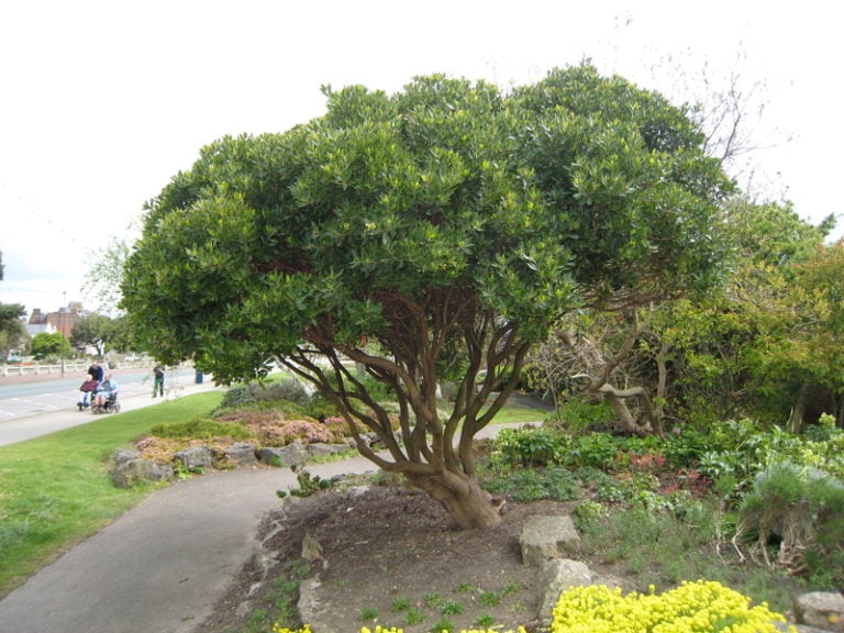 Arbutus Unedo (Kilarney Strawberry Tree) - UK Delivery