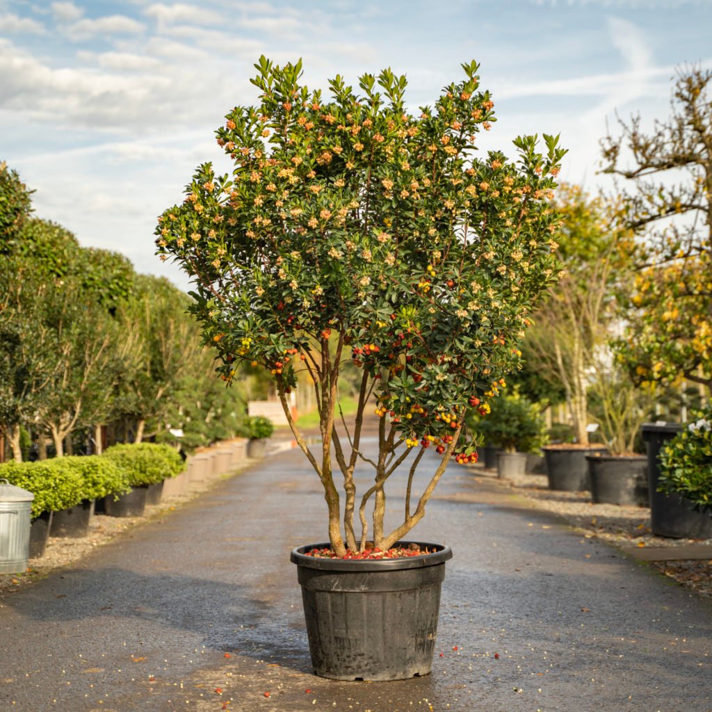 Arbutus Unedo (Kilarney Strawberry Tree) - UK Delivery