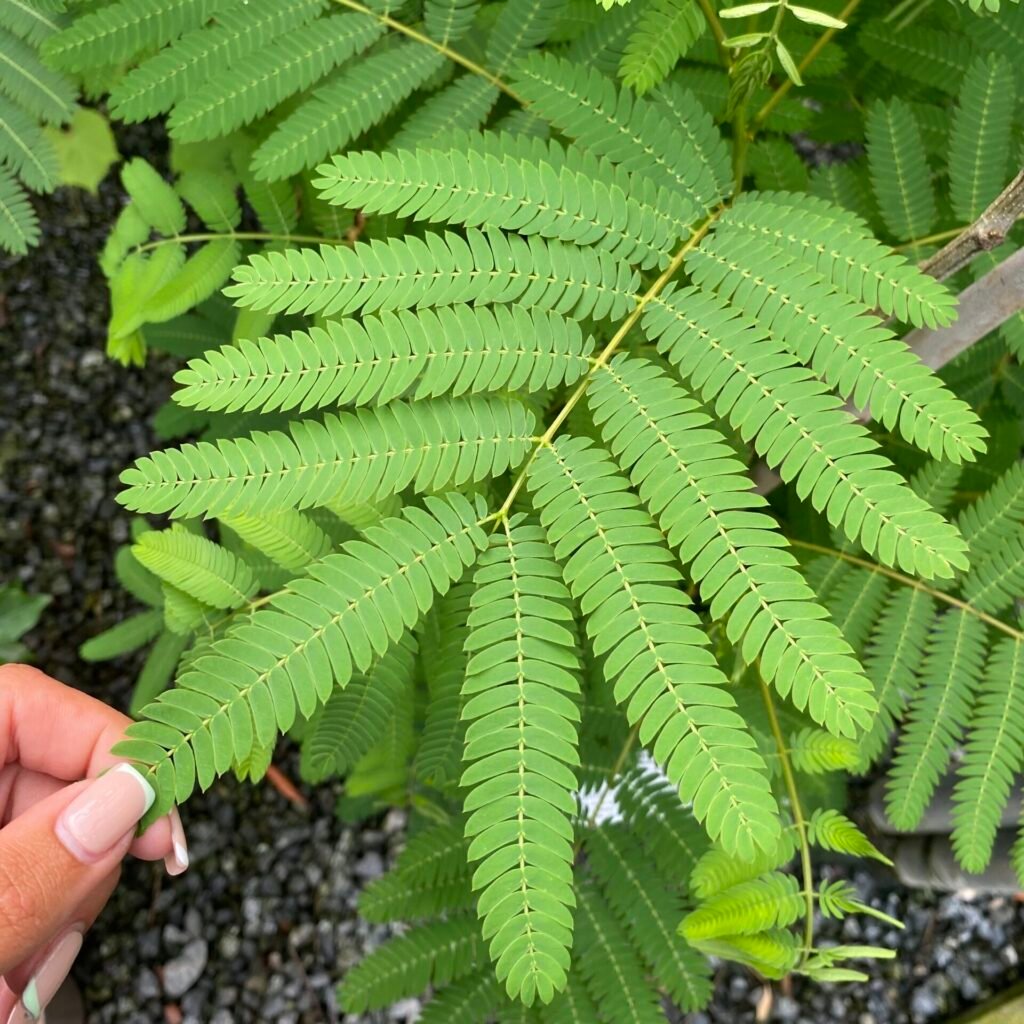 Buy Mimosa Tree (Albizia julibrissin) - Architectural Plants