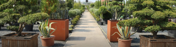 Planting By Us | Garden Planting Service | Architectural Plants