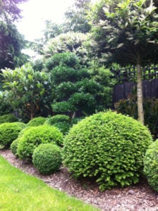 Planting By Us | Garden Planting Service | Architectural Plants