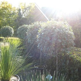 Browse Our Flowering Trees & Plants | Architectural Plants