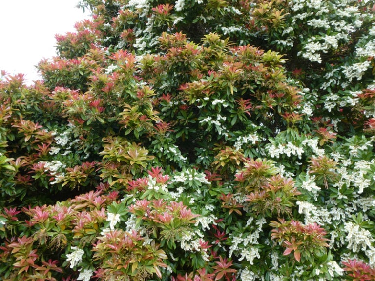 Buy Pieris floribunda 'Forest Flame' - Architectural Plants