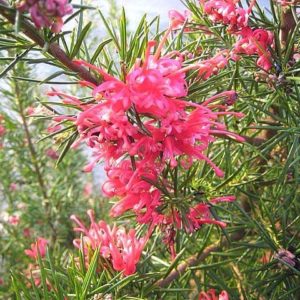 Wiry Plants & Trees | Enquire Online | Architectural Plants