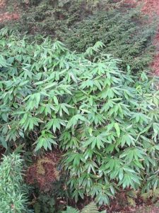 Sasa palmata - Architectural Plants