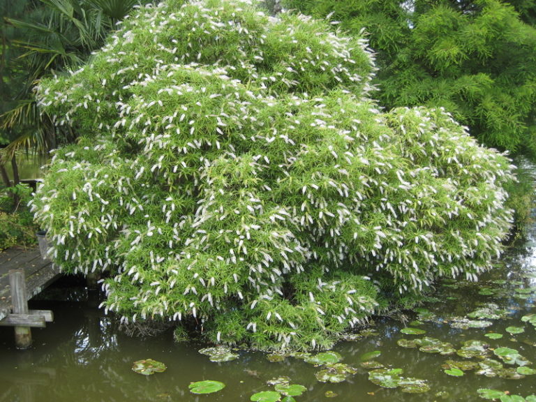 Buy Hebe parviflora angustifolia (Narrow Leafed Hebe) - Architectural ...