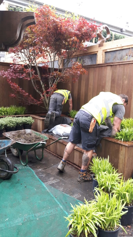 GARDEN CONSTRUCTION AND PLANTING BY US | Architectural Plants