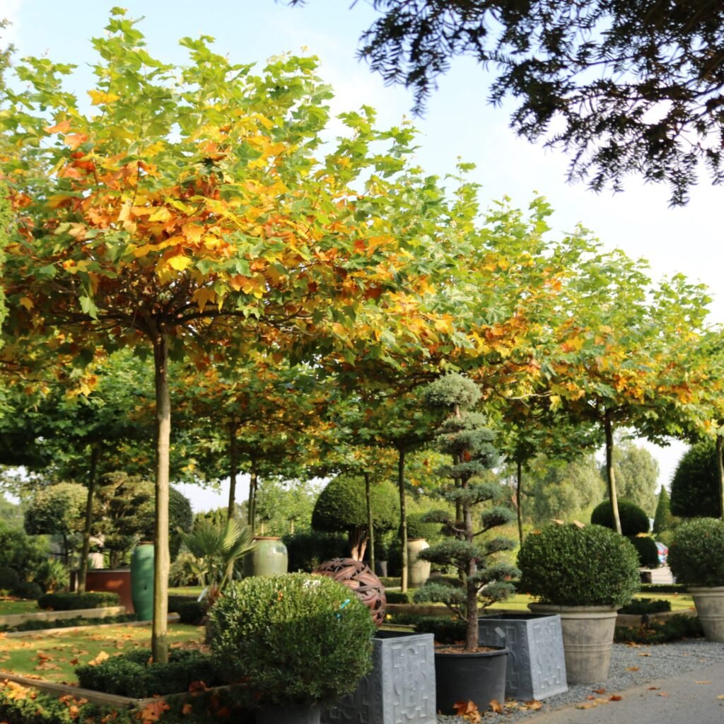 Buy Platanus x hispanica (London Plane) UK Plants - Architectural Plants