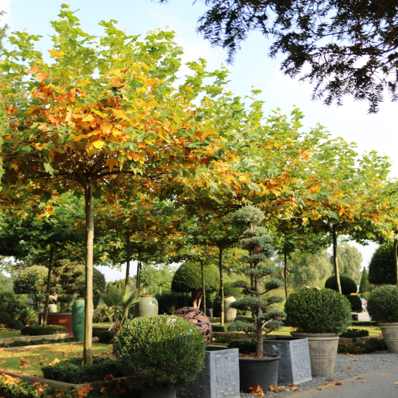 Large Trees for Sale in the UK | Over 30ft | Architectural Plants