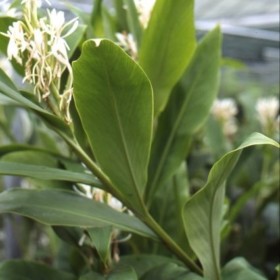 The Plants - Page 20 of 43 - Architectural Plants