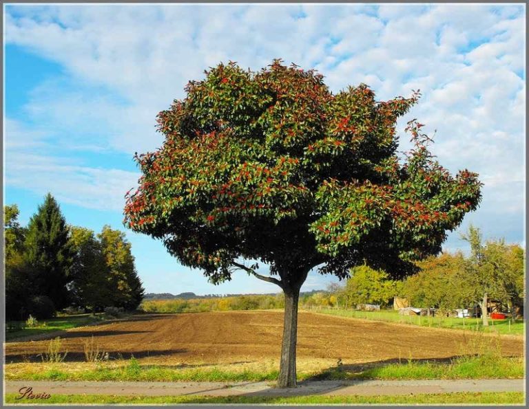 Buy Cotoneaster frigidus 'Cornubia' - Architectural Plants