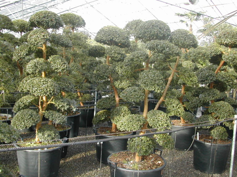 Buy Myrtus apiculata ‘Niwaki’ (Orange-barked Myrtle) - Architectural Plants