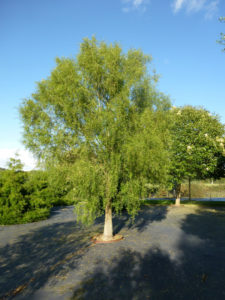 Buy Maytenus boaria - Architectural Plants