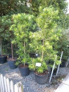 Buy Podocarpus macrophyllus (Japanese Maki) - Architectural Plants