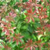 Buy Pieris japonica 'Mountain Fire' - Architectural Plants