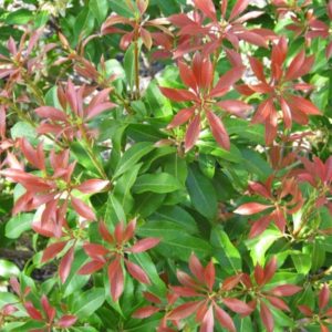 Buy Pieris japonica 'Mountain Fire' - Architectural Plants