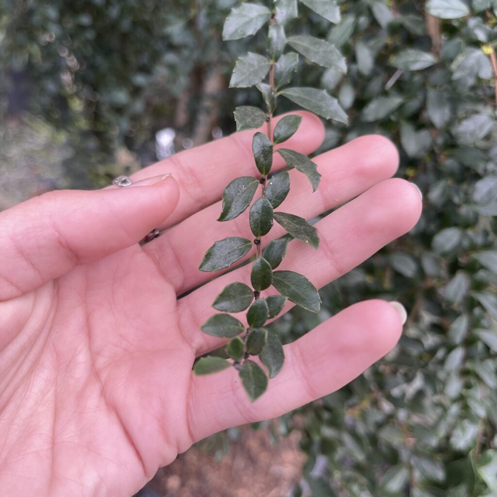 Buy Azara microphylla - UK Plants - Architectural Plants