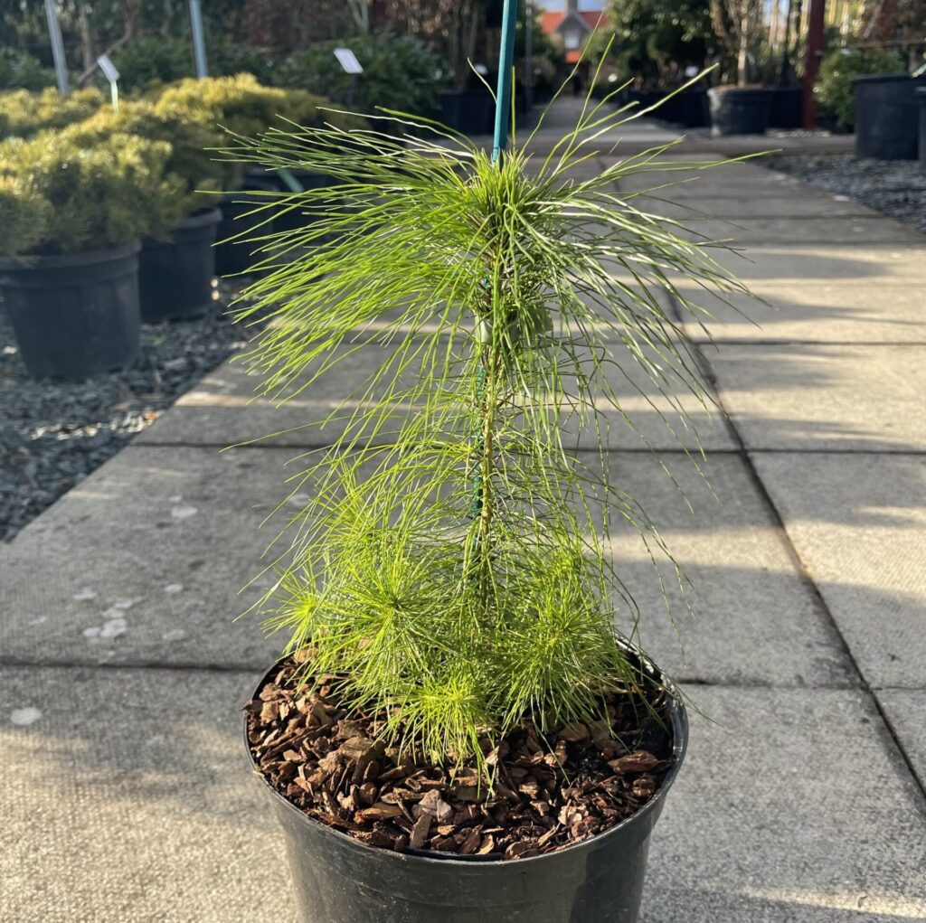 Buy Pinus montezumae - UK Plants - Architectural Plants