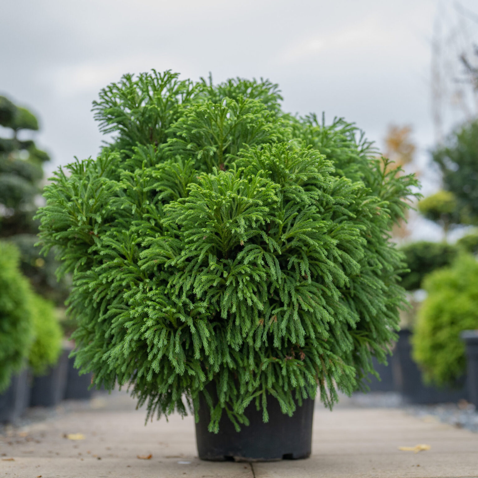 Buy Cryptomeria japonica ‘Globosa Nana’ (The Green Poodle ...