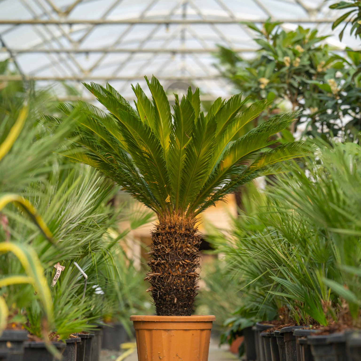 Buy Cycas revoluta (Sago Palm) - UK Delivery - Architectural Plants