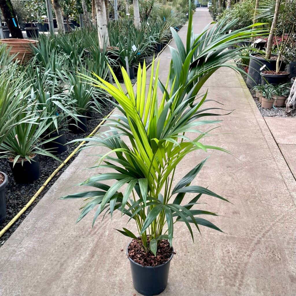 Buy Howea forsteriana (Kentia Palm) - Architectural Plants
