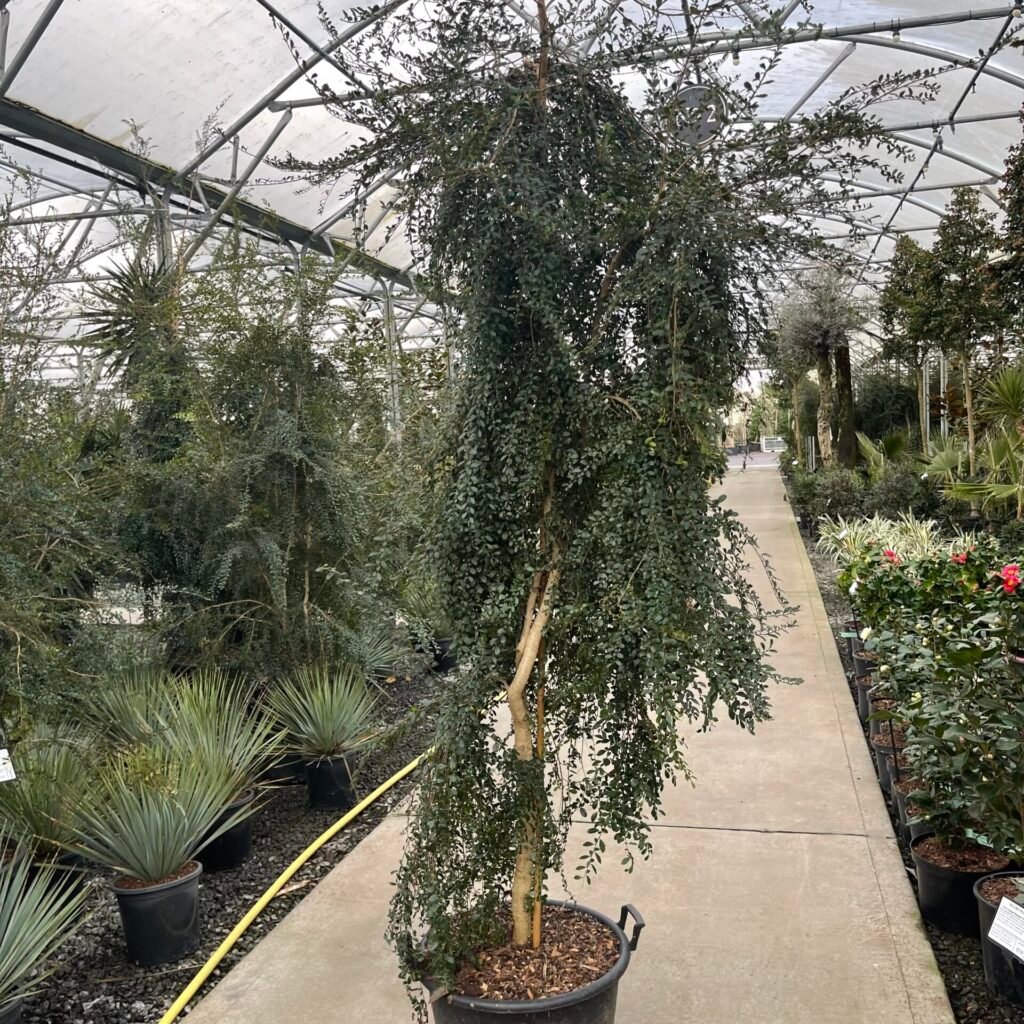 Buy Azara microphylla - UK Plants - Architectural Plants