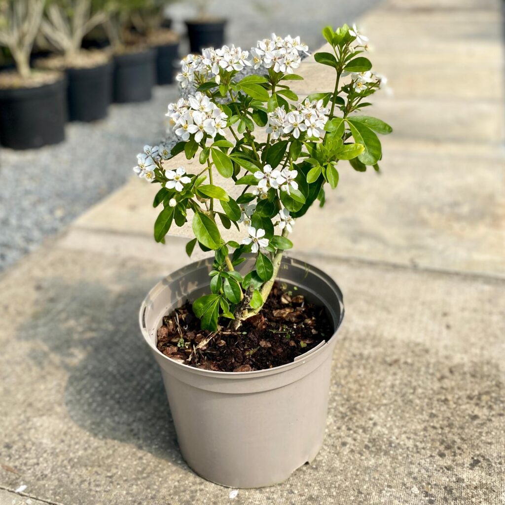 Buy Choisya ternata (Mexican Orange Blossom) - Architectural Plants