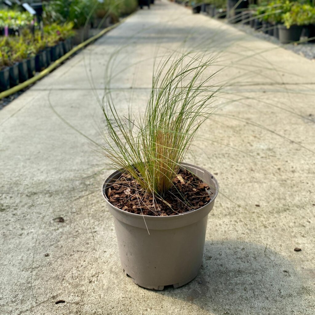 Buy Stipa Tenuissima - Architectural Plants