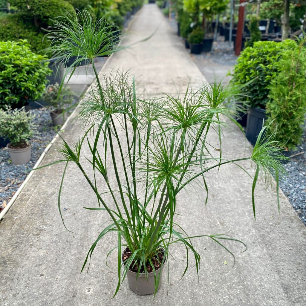 Buy Cyperus papyrus - Architectural Plants