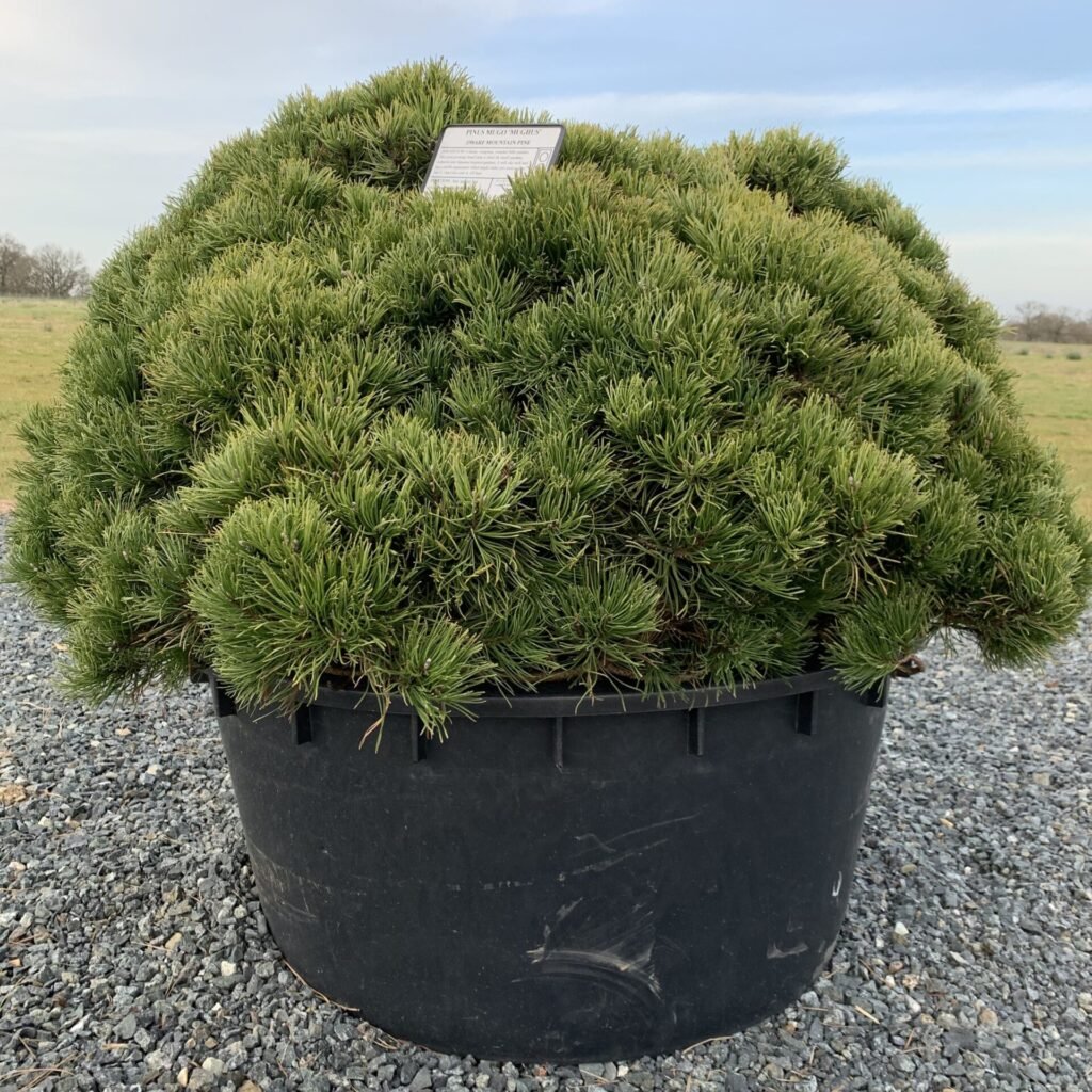 Buy Pinus mugo mughus (Dwarf Mountain Pine) - Architectural Plants