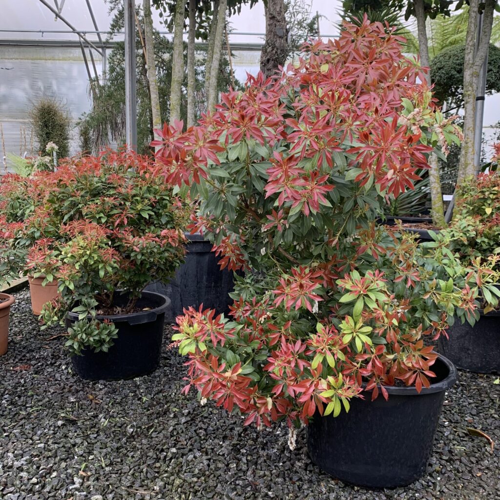 Buy Pieris japonica 'Mountain Fire' - Architectural Plants