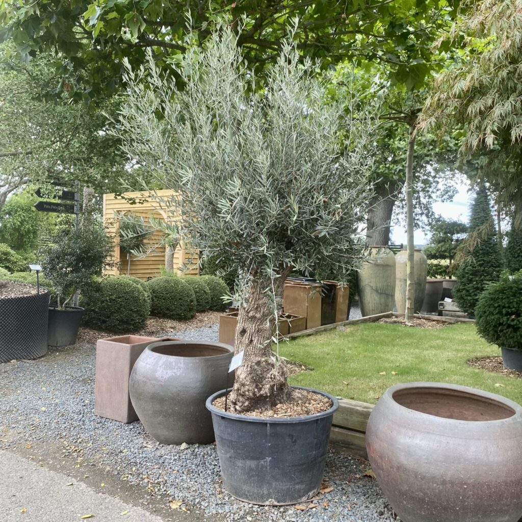 Buy Olea europaea (Olive) - Architectural Plants