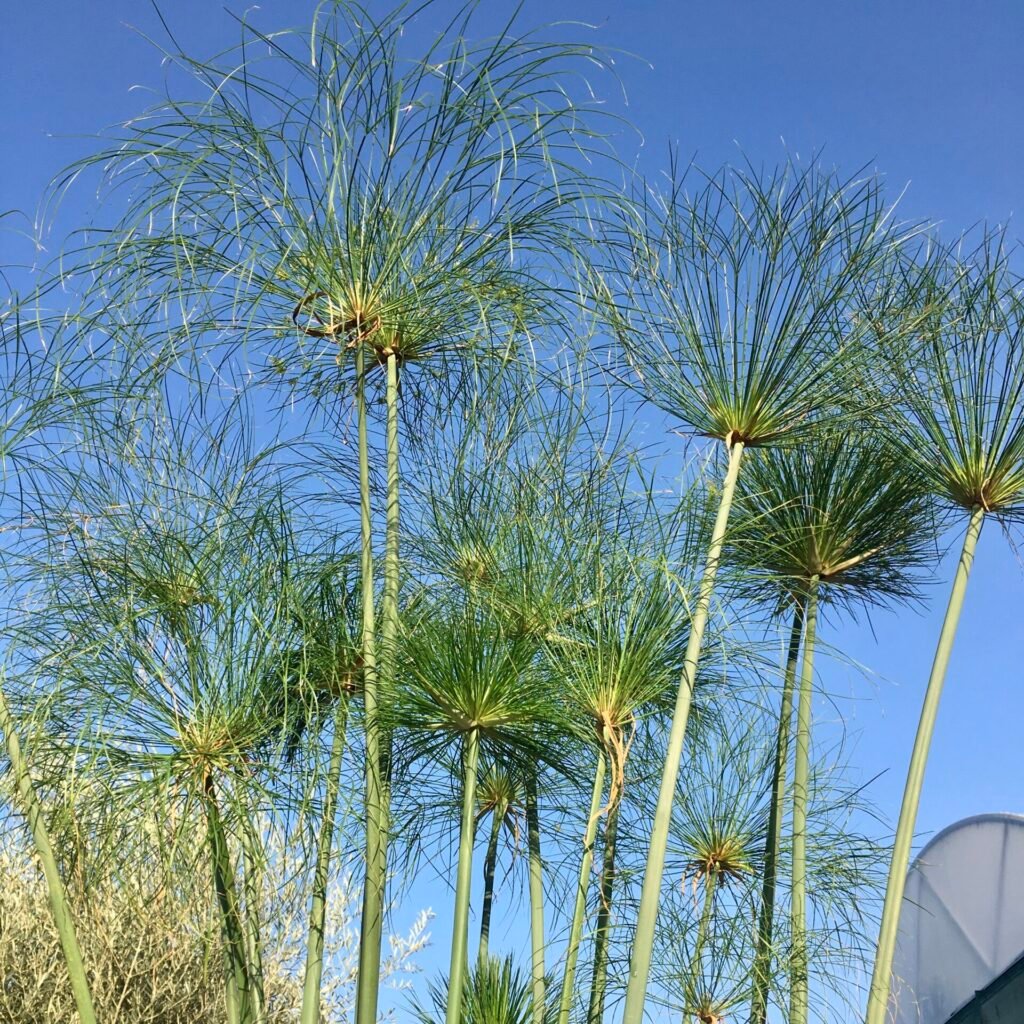 Buy Cyperus papyrus - Architectural Plants