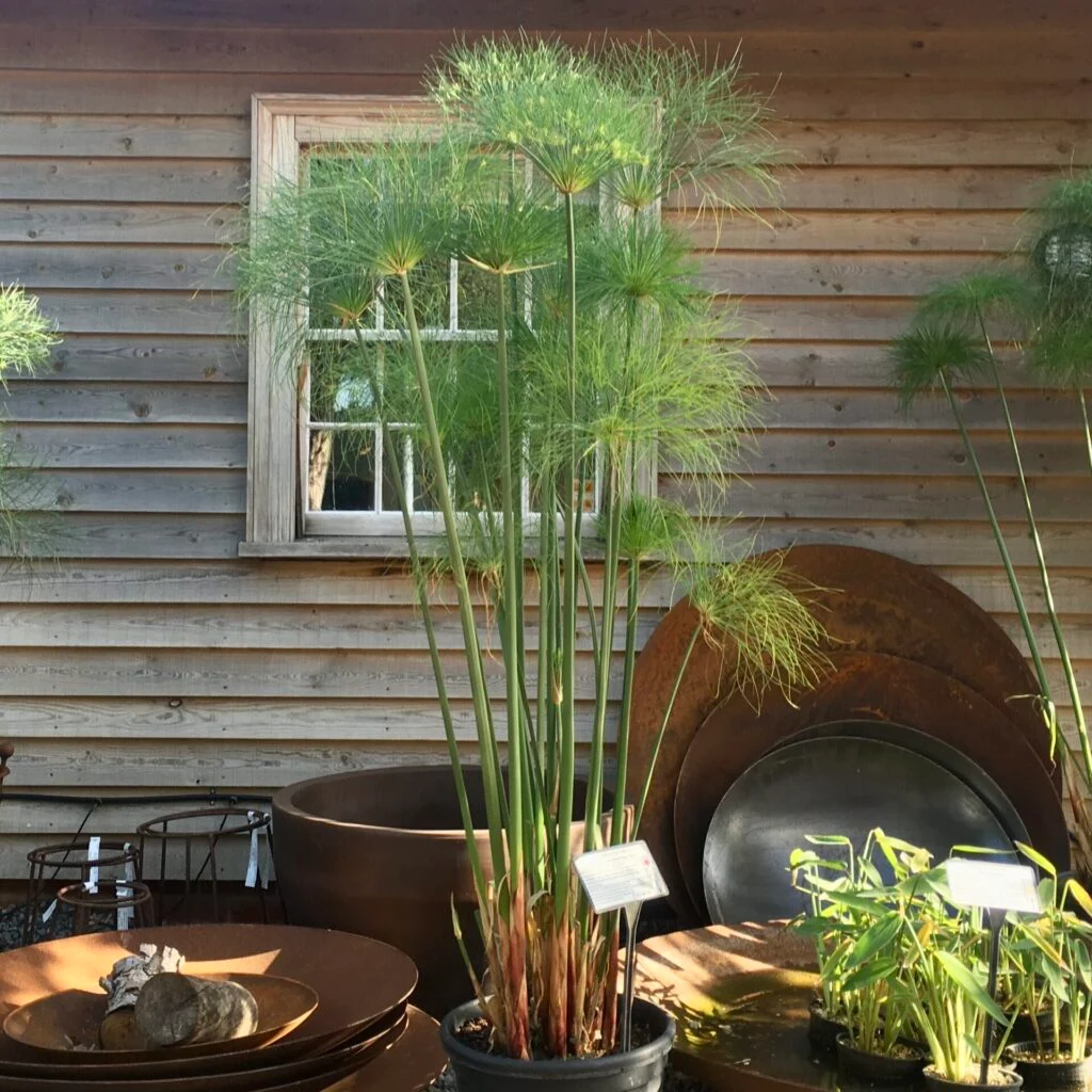 Buy Cyperus papyrus - Architectural Plants