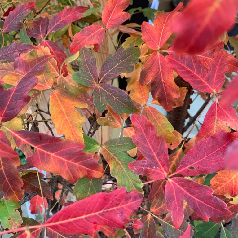 Buy The Plants - Architectural Plants