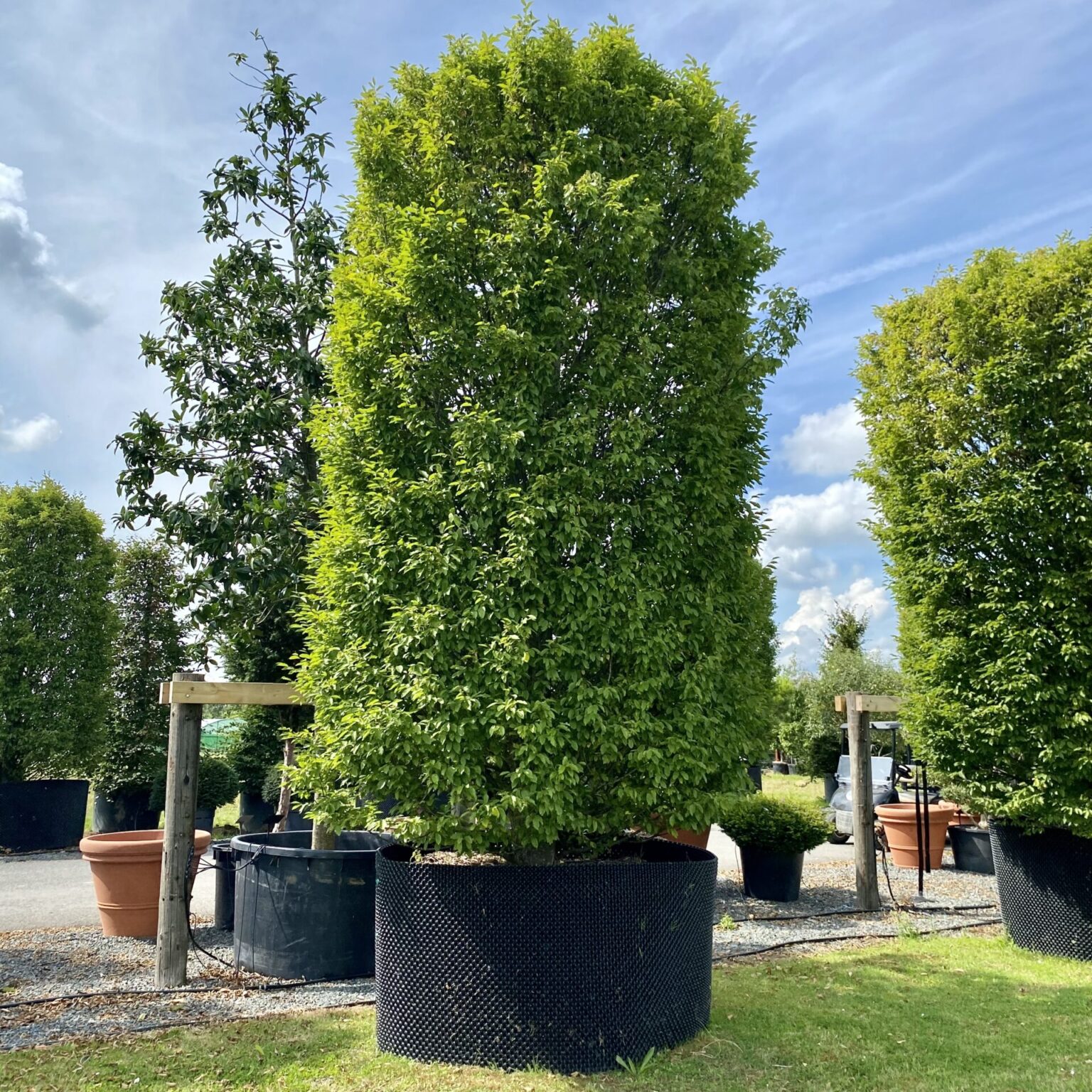 Large Trees for Sale in the UK | Over 30ft | Architectural Plants