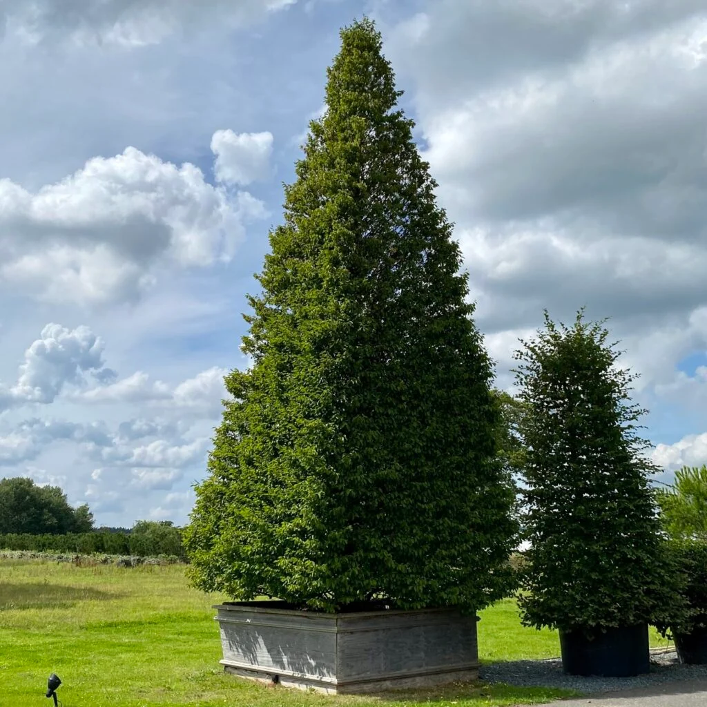 Large Trees for Sale in the UK | Over 30ft | Architectural Plants