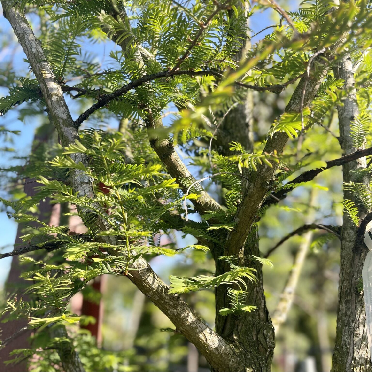 Large Trees for Sale in the UK | Over 30ft | Architectural Plants