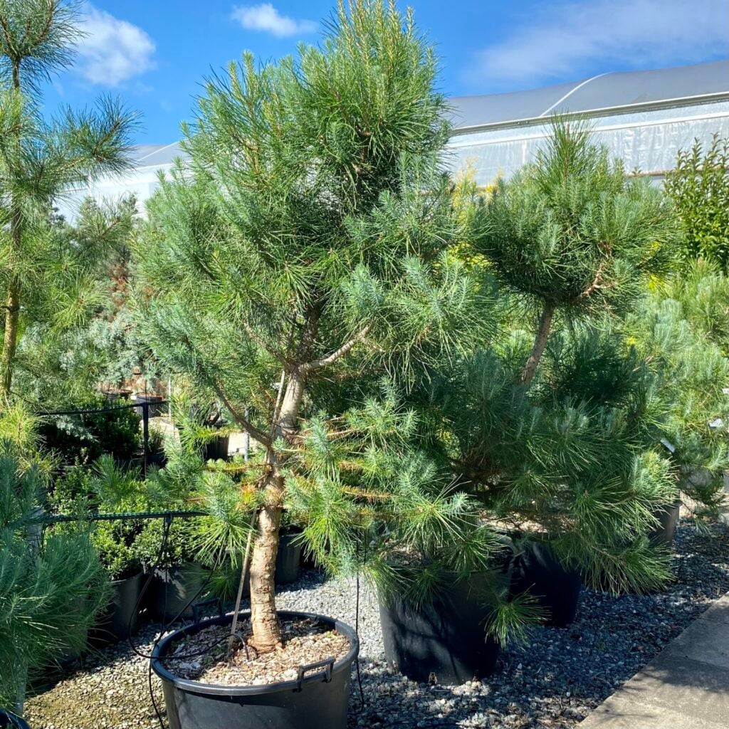 Buy Pinus pinea (Umbrella, Stone or Pesto Pine) - Architectural Plants