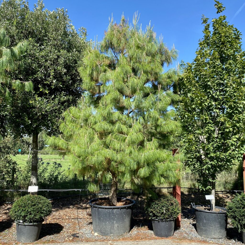 Buy Pinus patula - Architectural Plants