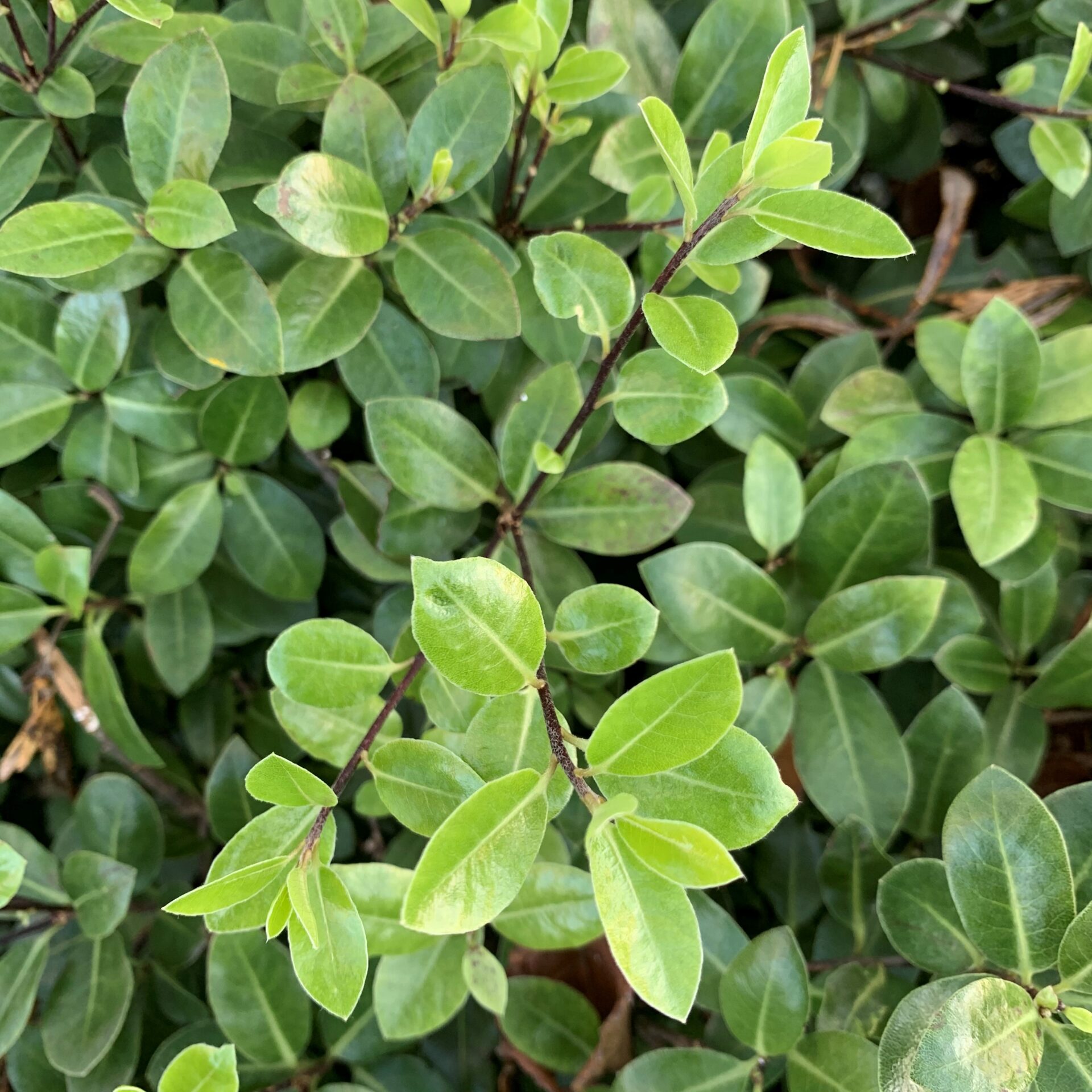 Soft & Fluffy Plants | Enquire Online | Architectural Plants