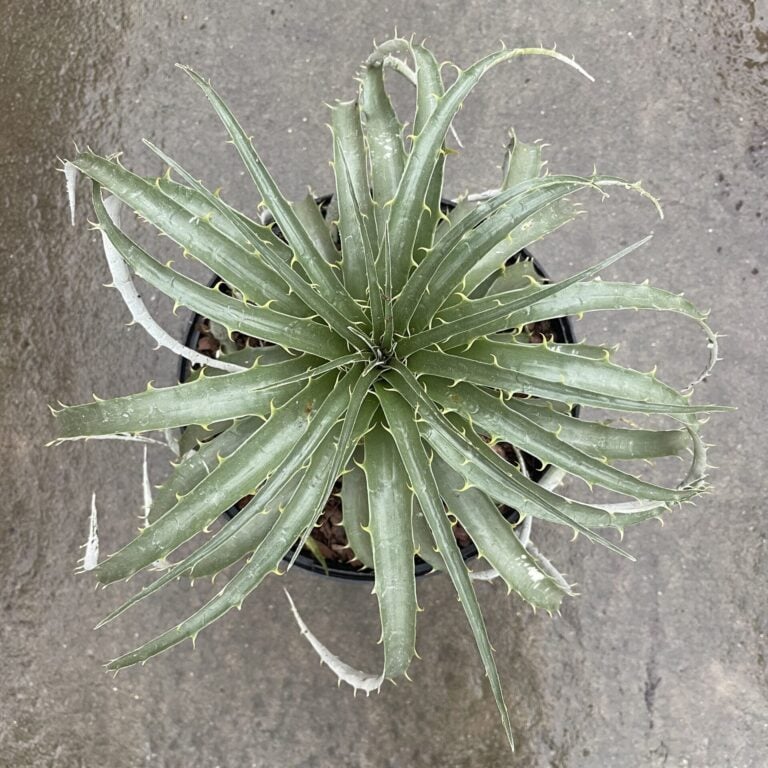 Buy The Plants - Page 45 of 53 - Architectural Plants