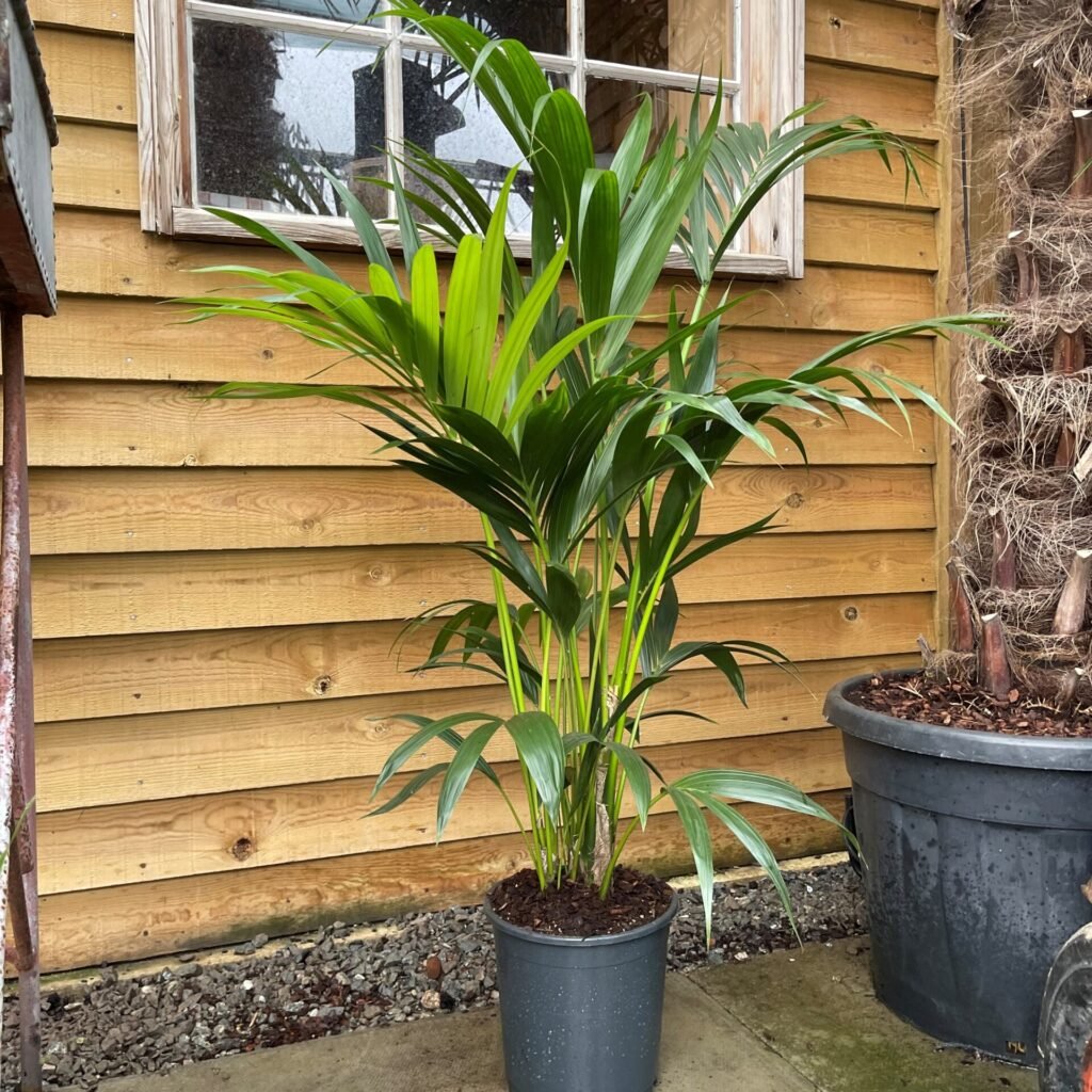 Buy Howea forsteriana (Kentia Palm) - Architectural Plants