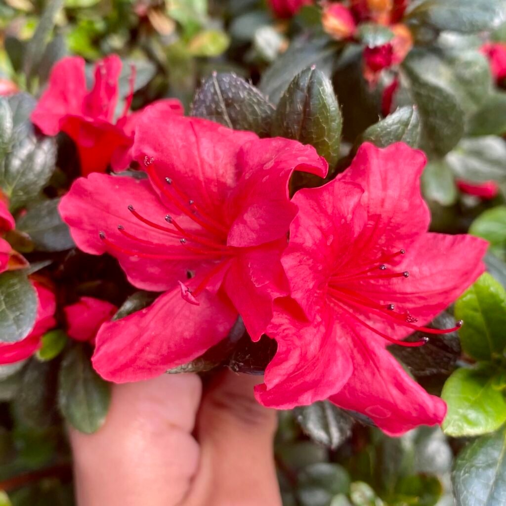 Buy Azalea Japonica Plants - UK Delivery - Architectural Plants