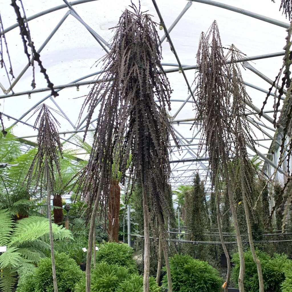 Buy Pseudopanax ferox - Architectural Plants