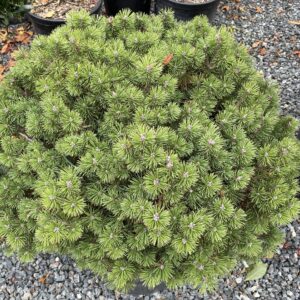 Buy Pinus mugo mughus (Dwarf Mountain Pine) - Architectural Plants