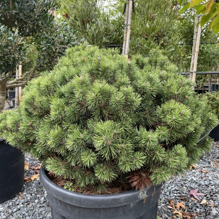 Buy Pinus mugo mughus (Dwarf Mountain Pine) - Architectural Plants