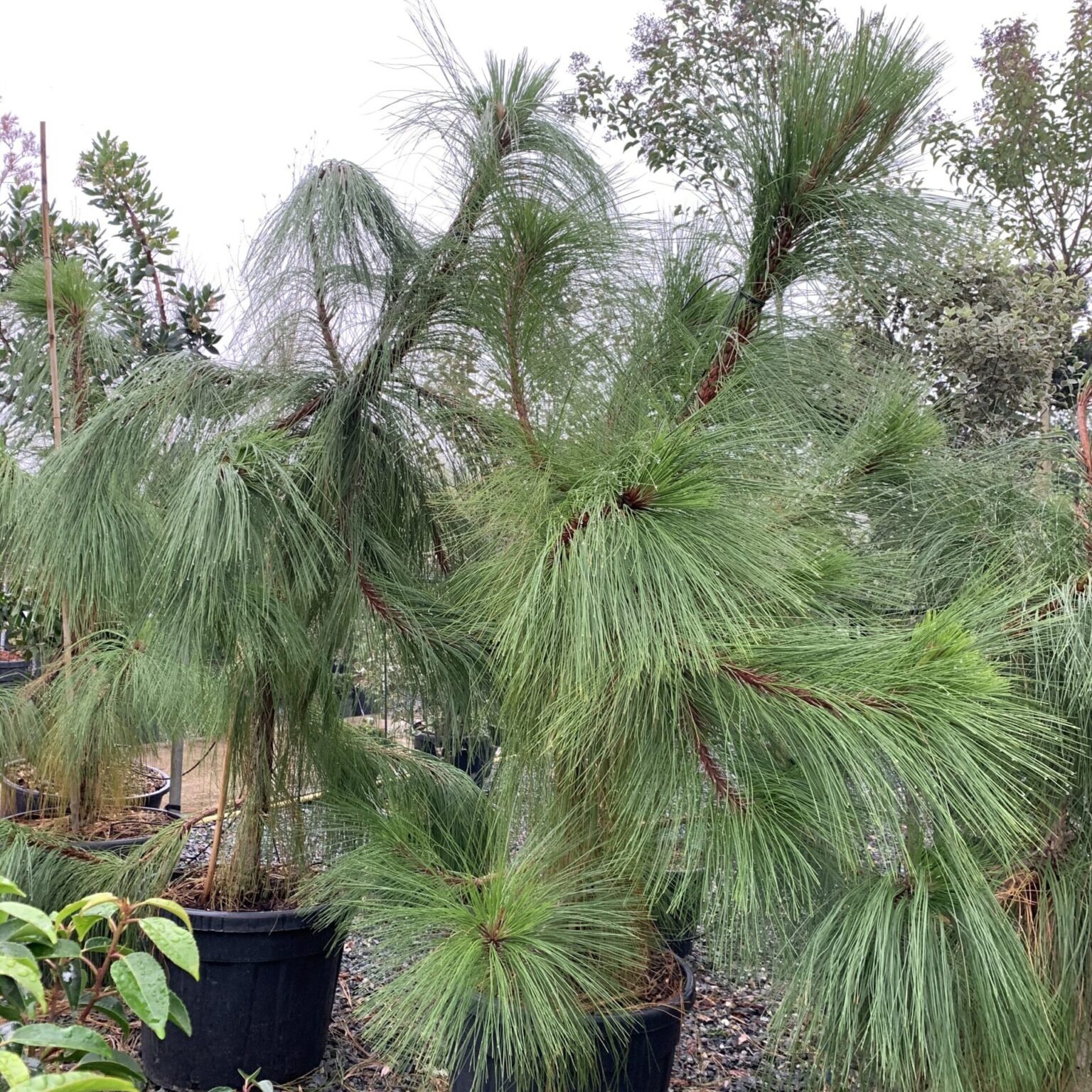 Buy Pinus montezumae - UK Plants - Architectural Plants